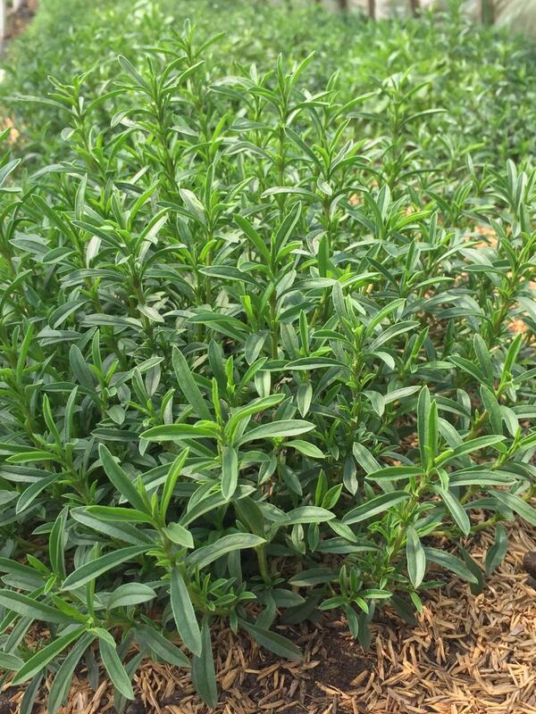 Caribbean Specialty Herbs - Home